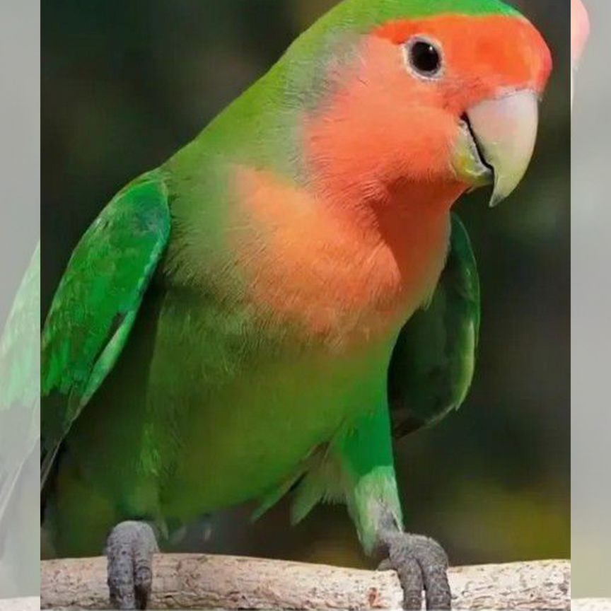 Попугай неразлучники
