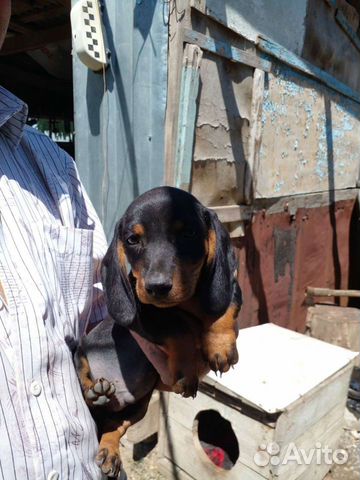 Щенки таксы