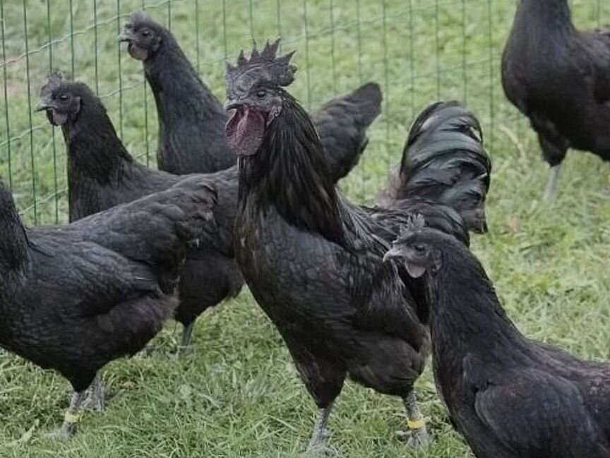 Ухейилюй
