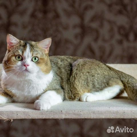 Котик золотой биколор