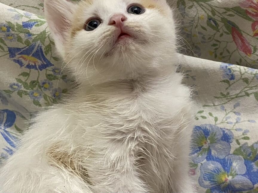 Кошка