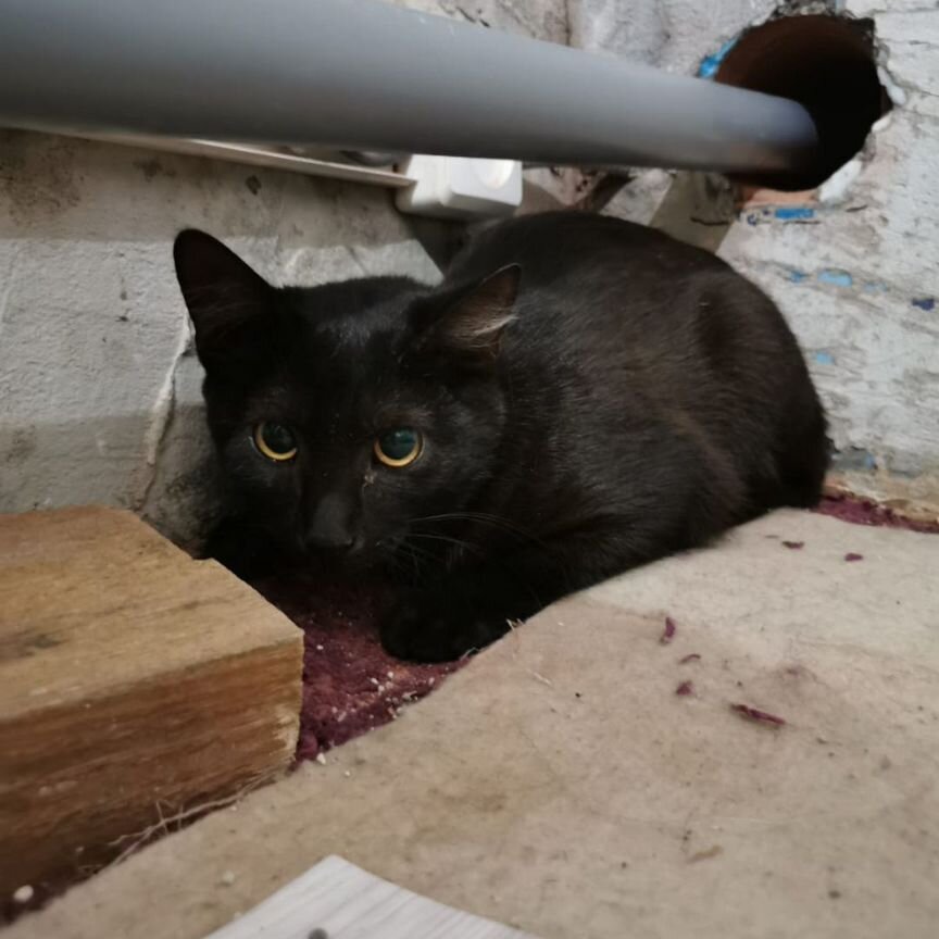 Шанель ждёт своих хозяев