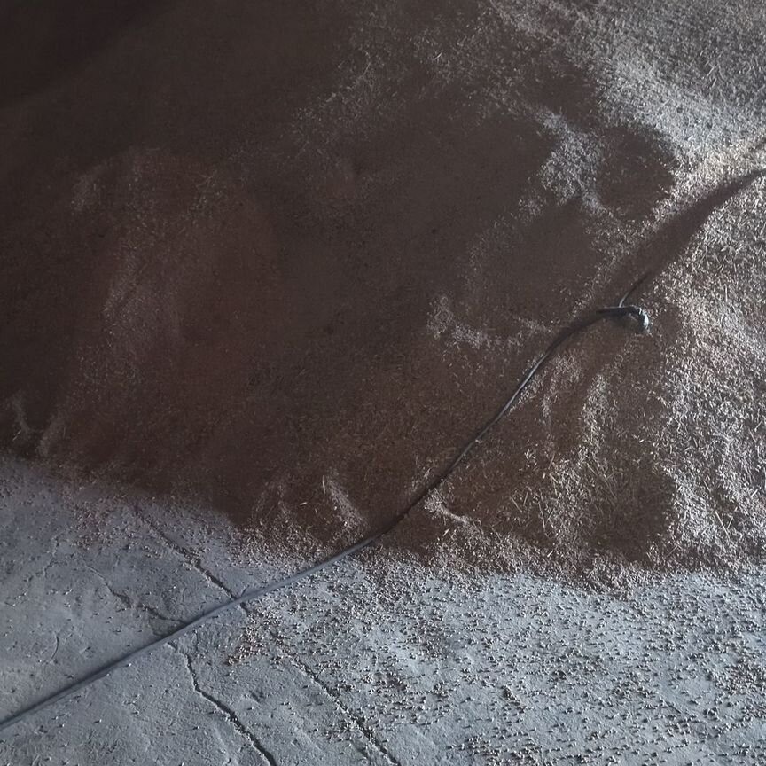 Зерно пшеница