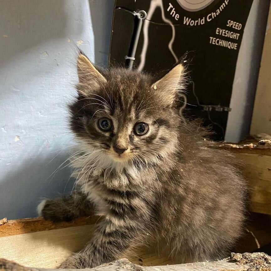 Котята пушистики в добрые руки