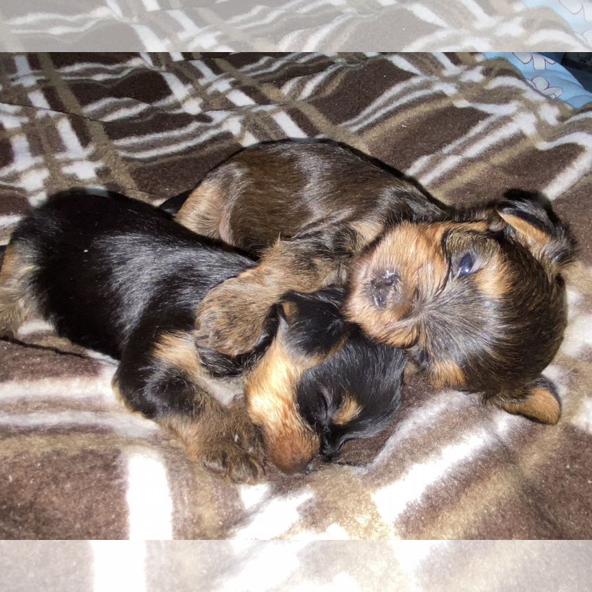 Йоркширский терьер, щенок