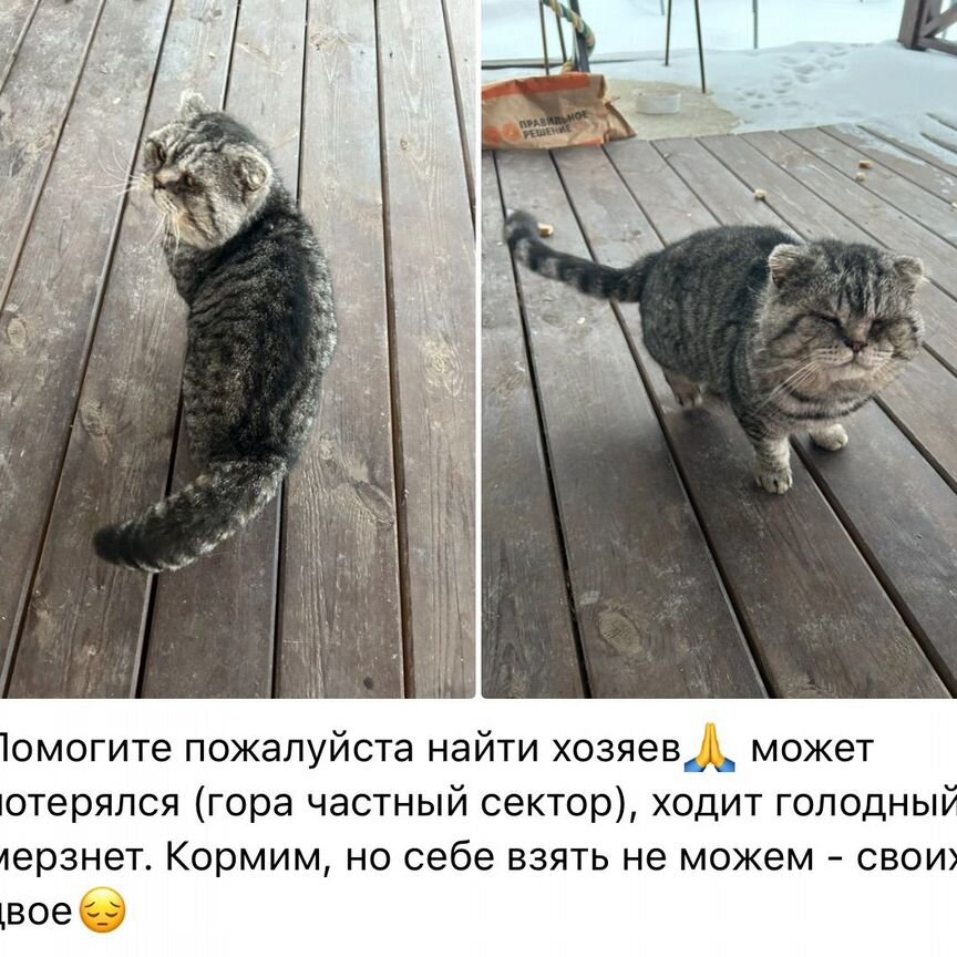 Бездомный кот