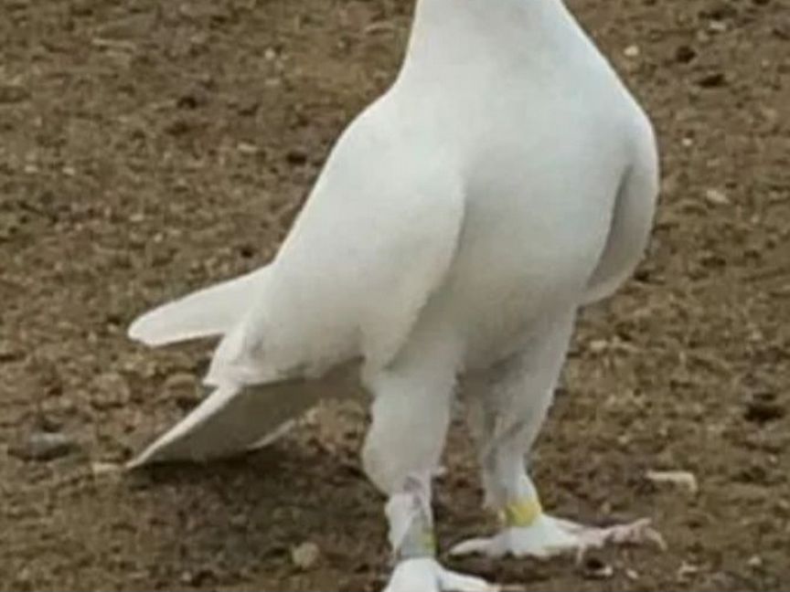 Белая такла голубка