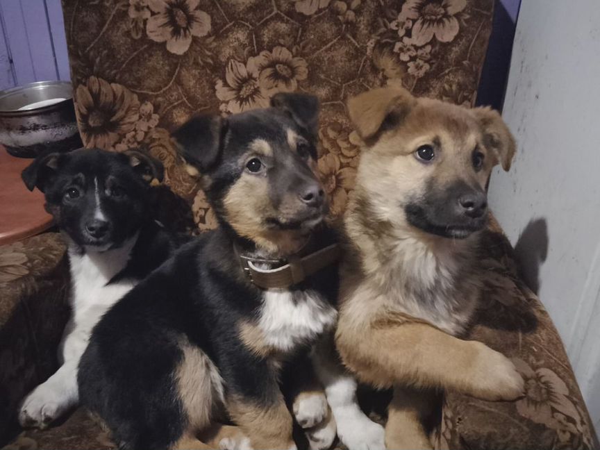 Бездомные щенята ищут семью и дом