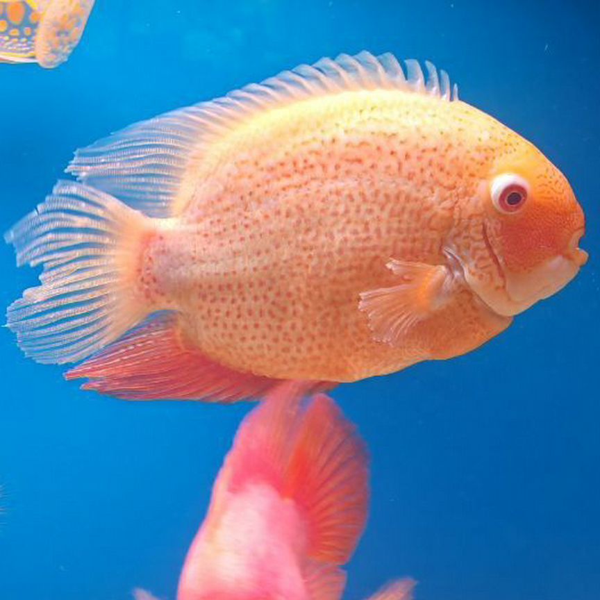 Рыбка северум