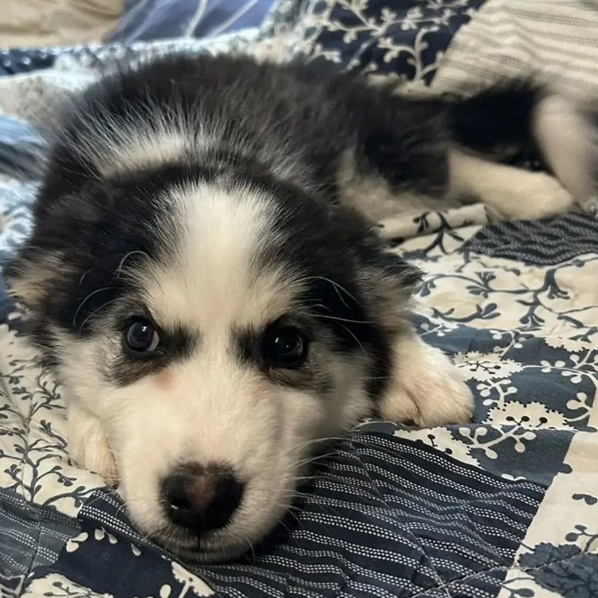 Сибирский хаски, щенок