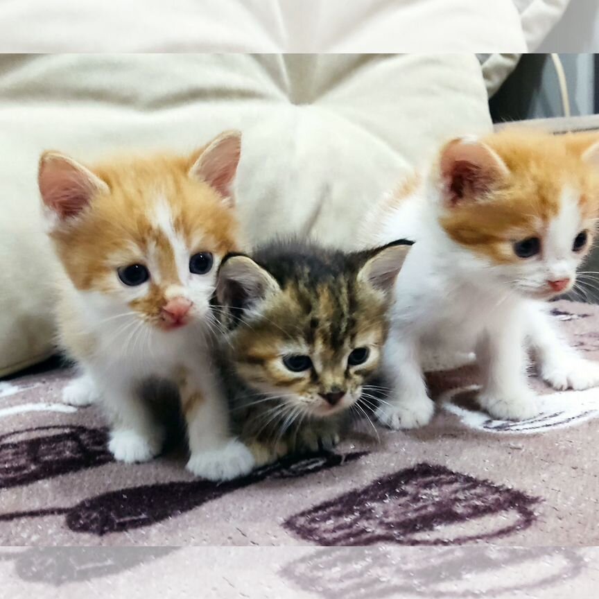 Котята в ответственные руки