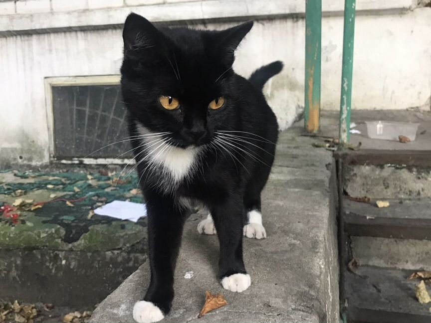 Котята-подростки