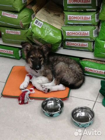 Щенок в добрые руки бесплатно