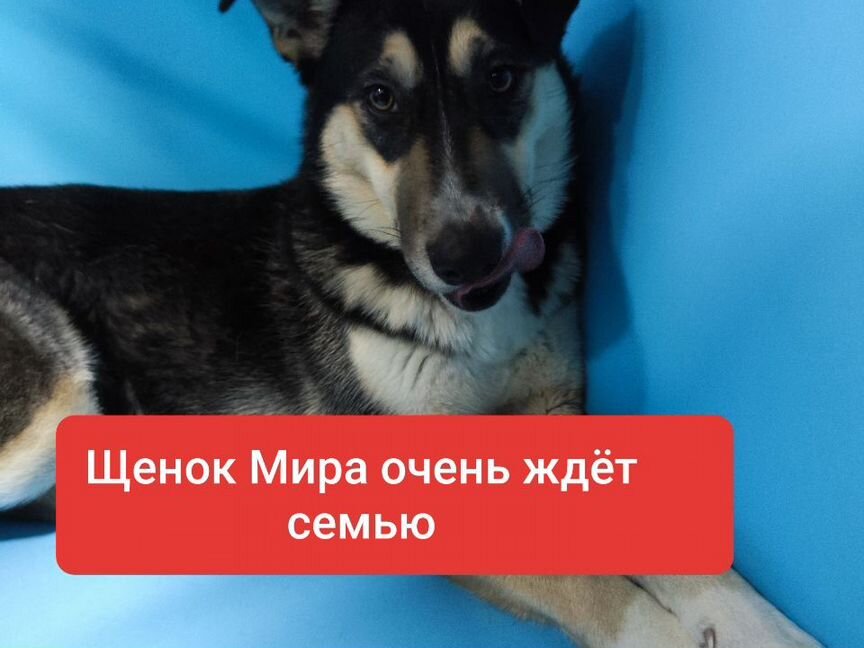 Щенок Мира завтра снова станет бездомной.Мама