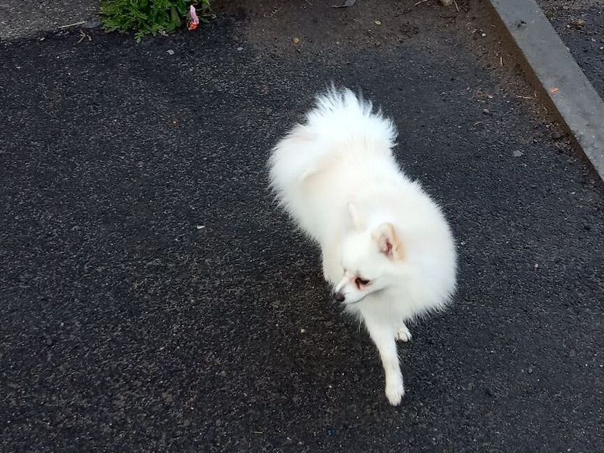 Маленькая собака шпиц белый