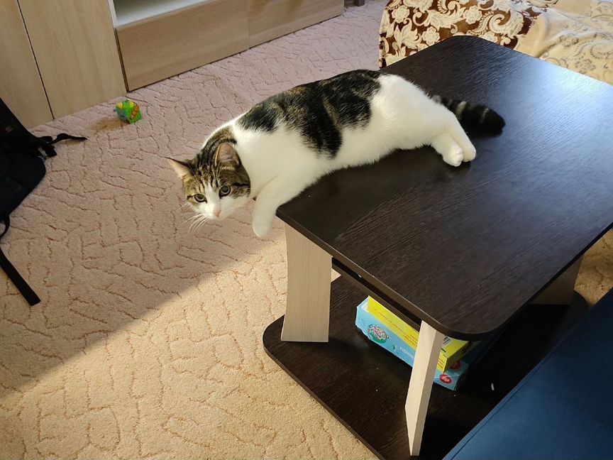 Кошка Джесси 2,5 года