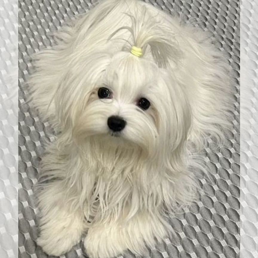 Мальтийская болонка, щенок