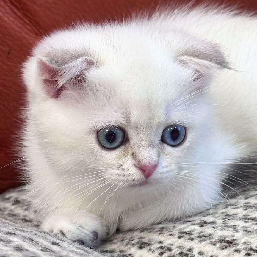 Шотландский вислоухий короткошёрстный котёнок
