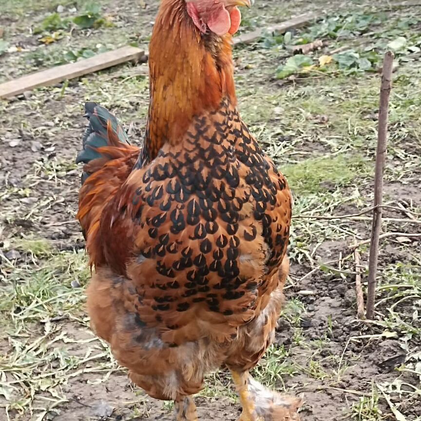 Петух Брама