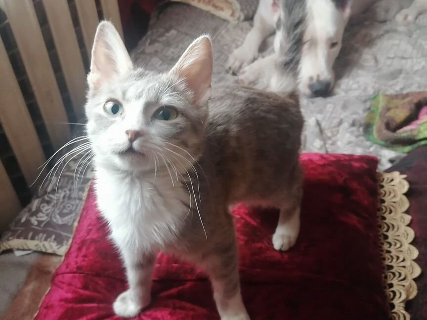 Котёнок