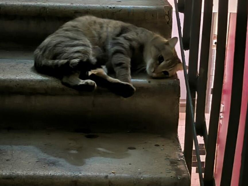 Котик молодой. Меньше года