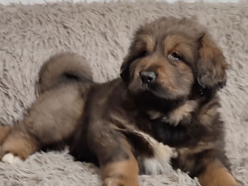 Тибетский мастиф девочки