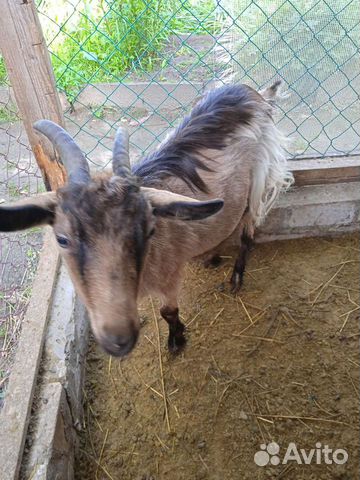 Продаю козушку молодую молочко идиальное
