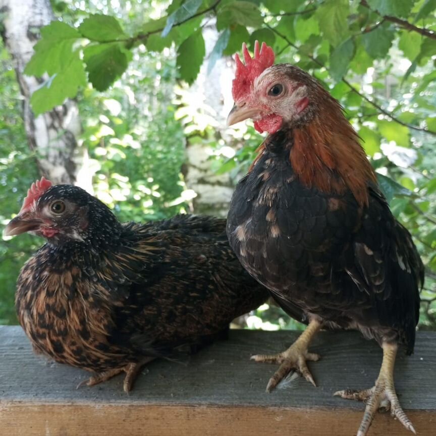 Малазийская серама