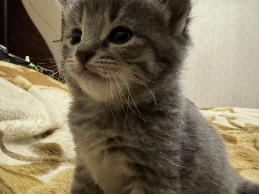 Котенок просто золото