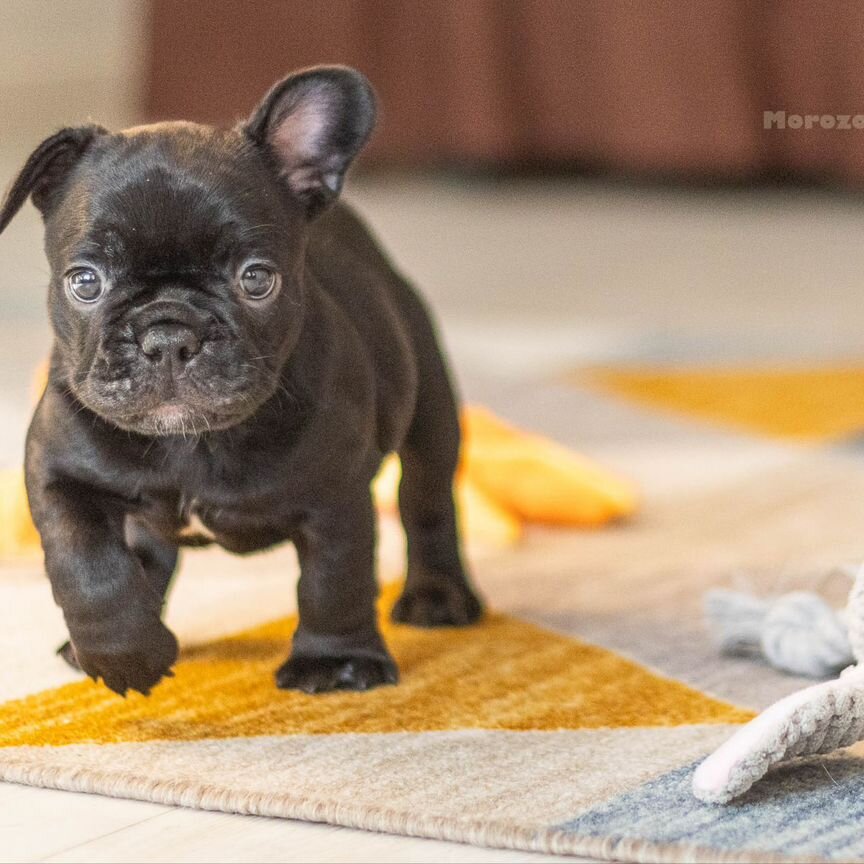Бегу родителям на встречу