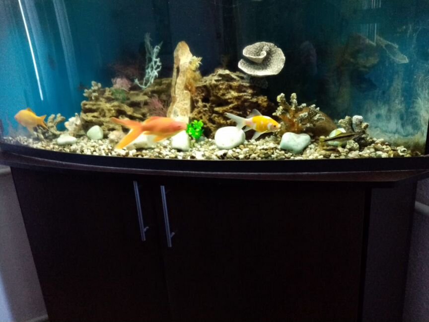 Аквариум с тумбой 250 л. угловой, панорамный