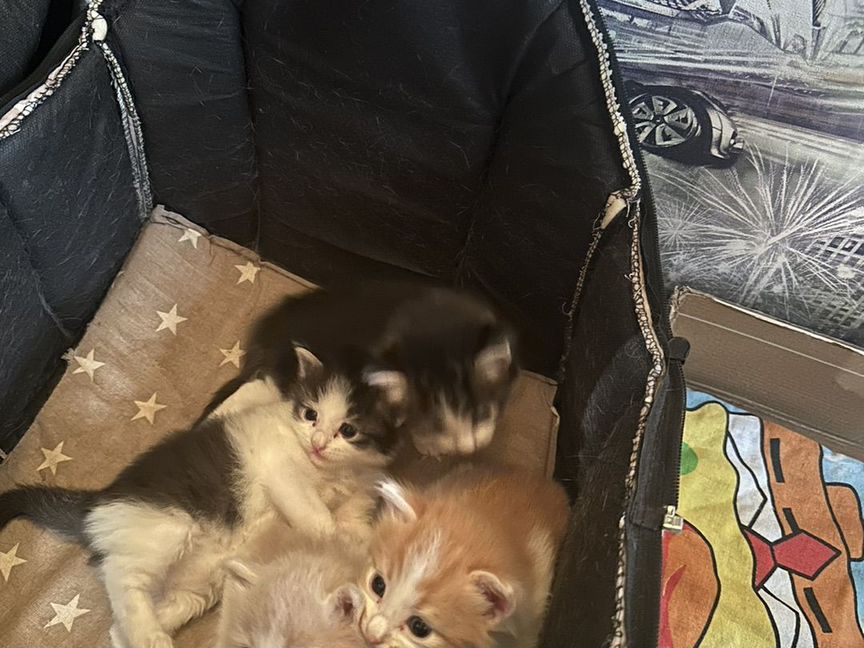 Котята