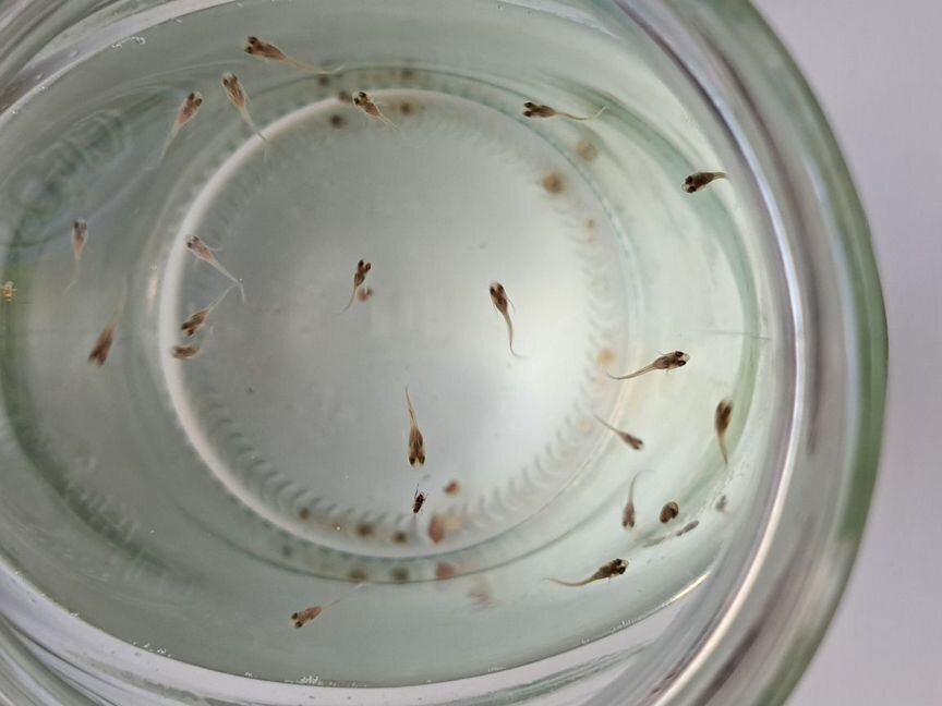 Аквариумные рыбки отдам бесплатно возраст 1 месяц