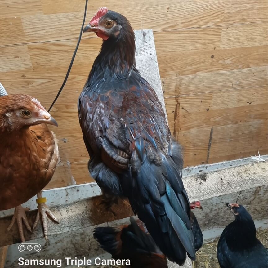 Молодые петушки