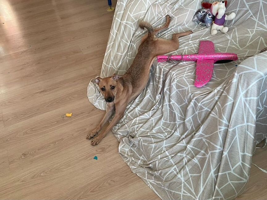 Альба - маленькая собачка в добрые руки