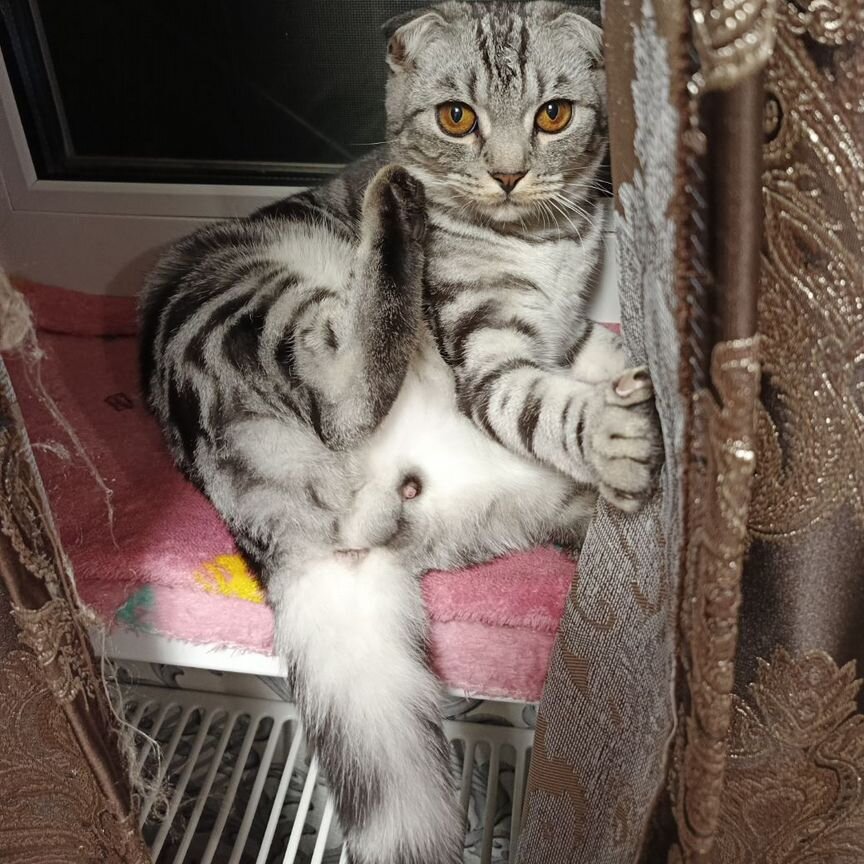 Кот на вязку шотландец вислоухий