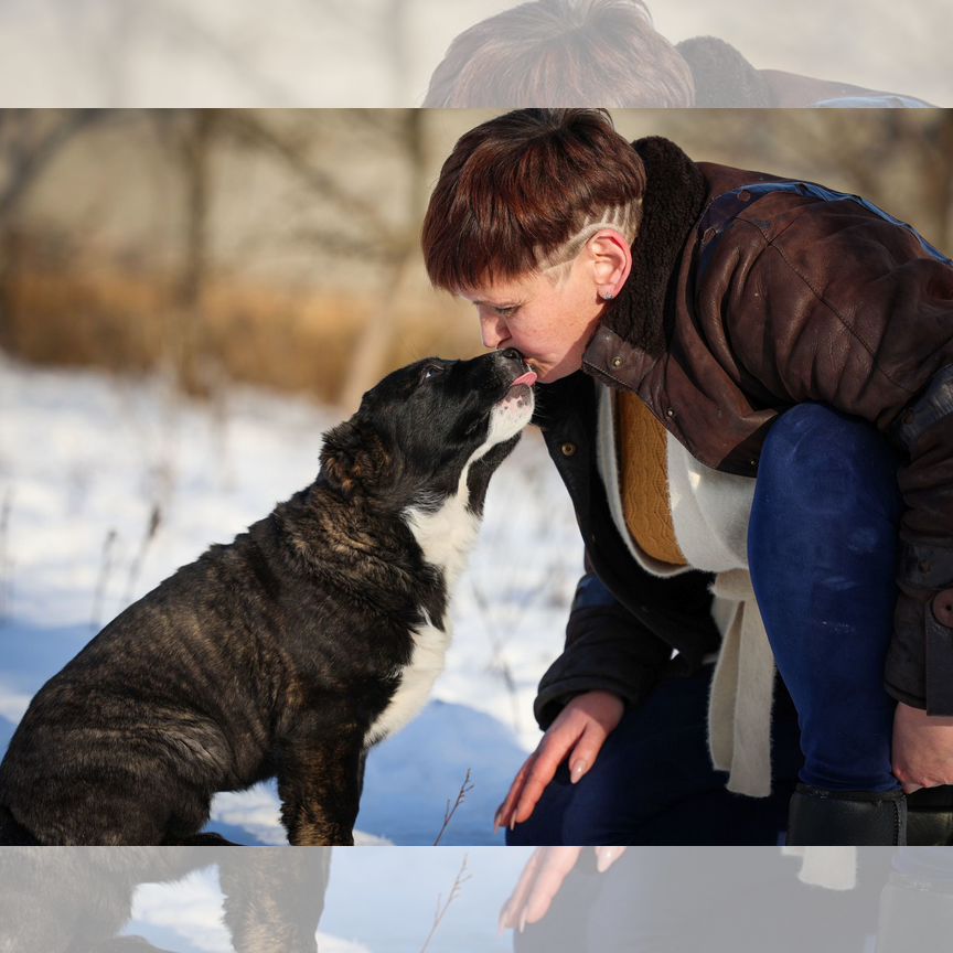 Среднеазиатская овчарка, щенок