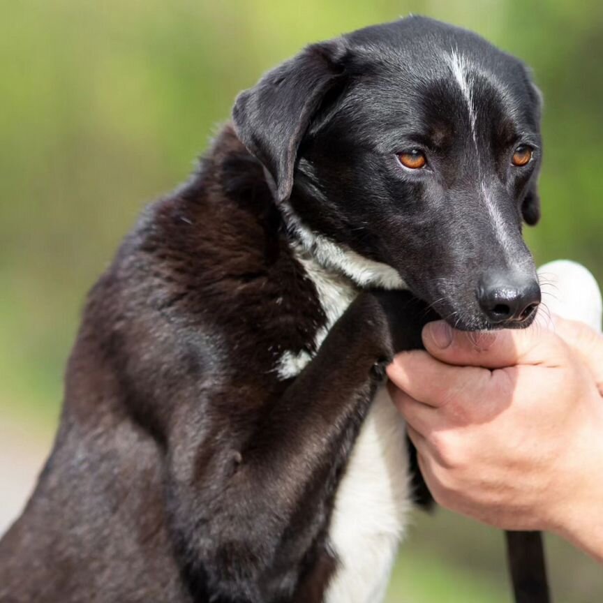 Маленький пёс Бурбон в добрые руки