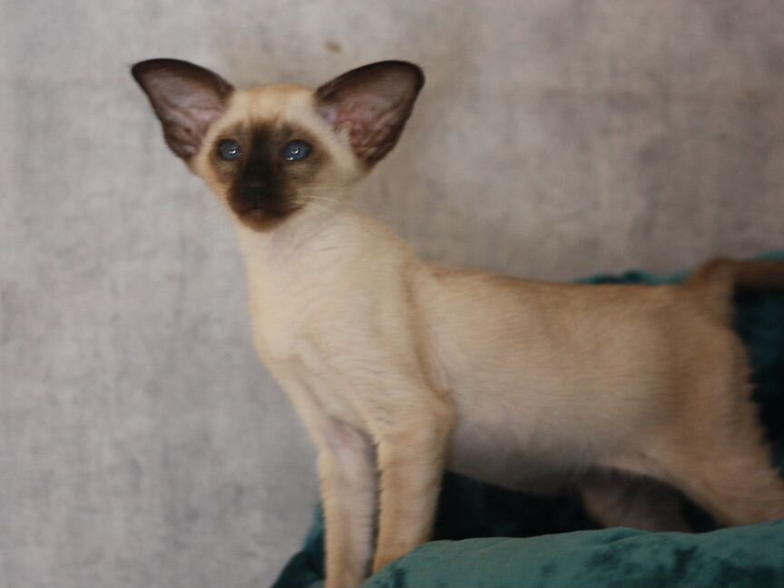 Ориентальные котята экстрим