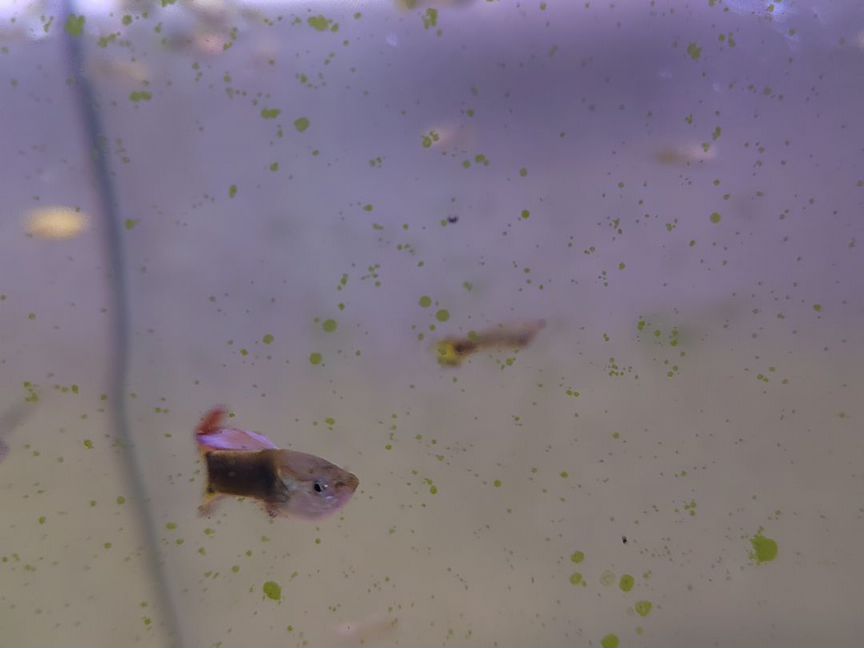 Гуппи мальки