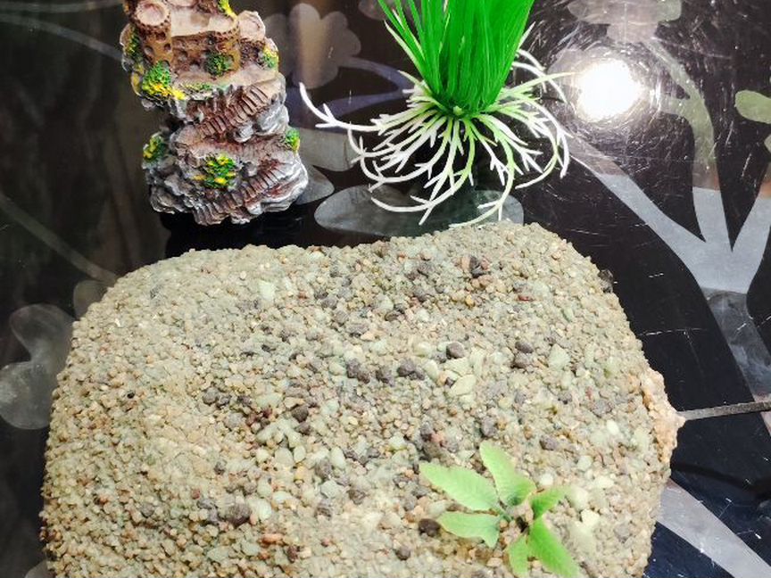 Островок для черепахи