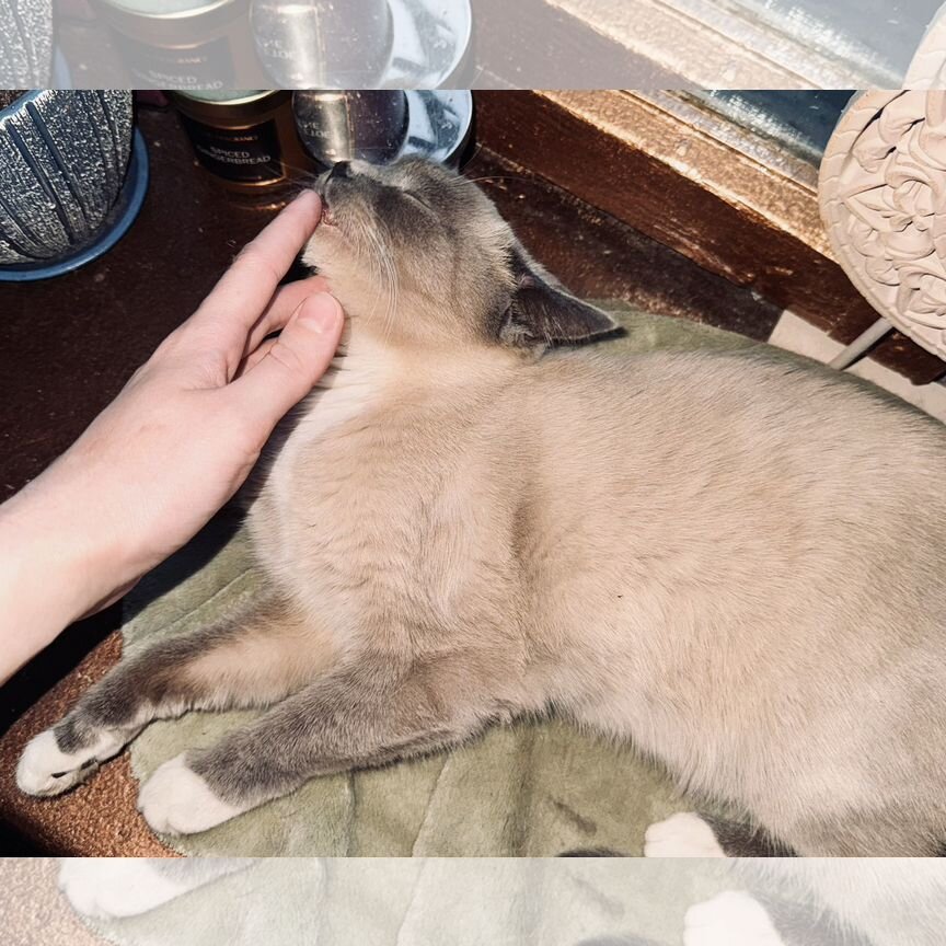 Взрослая, кошка в добрые руки