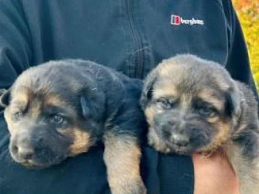 Собака немецкая овчарка