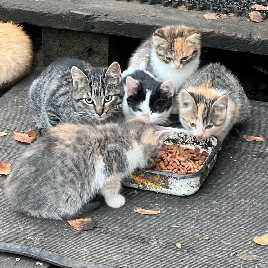 Котята в добрые руки бесплатно