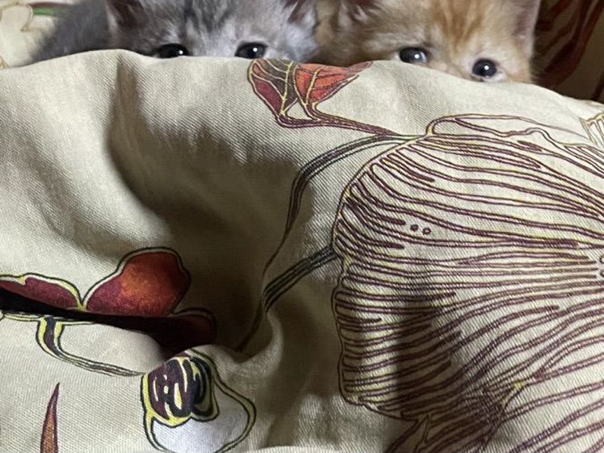 Кошка в дар бесплатно