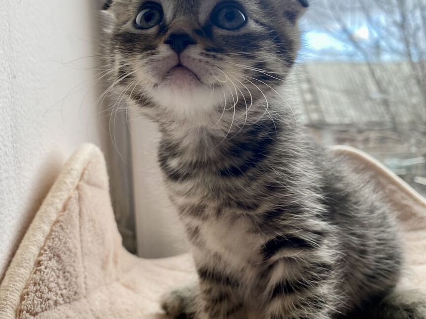 Шотландские котята