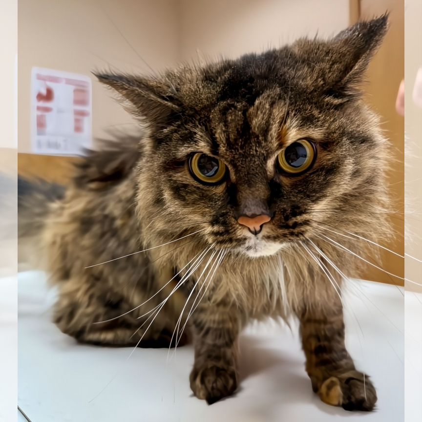 Сибирская кошка, взрослая