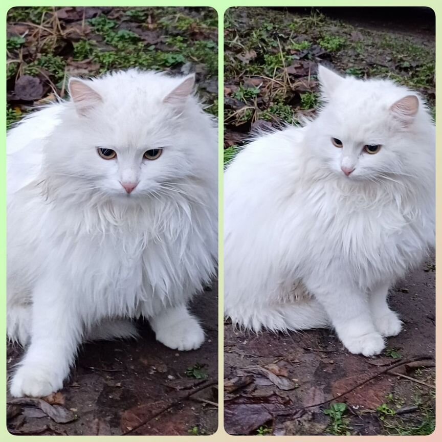 Шикарная ангорка Белочка