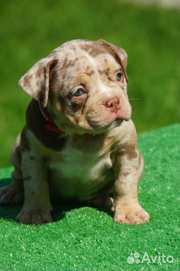 Мерль шоколадная булочка