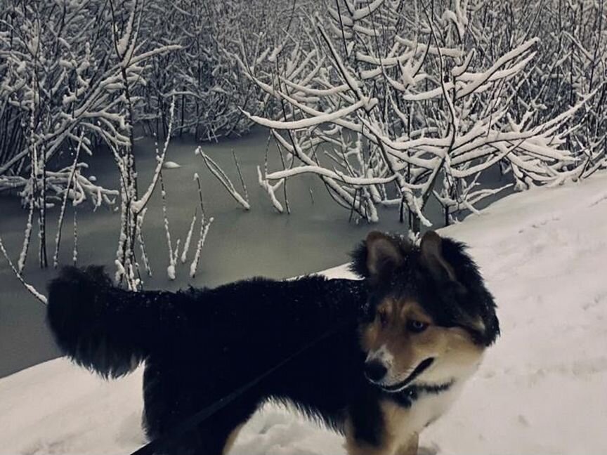 Вязка метис